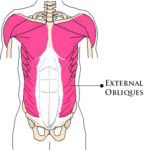 Scar Tissue's Effect on Pain and Movement » The BioMechanics Method