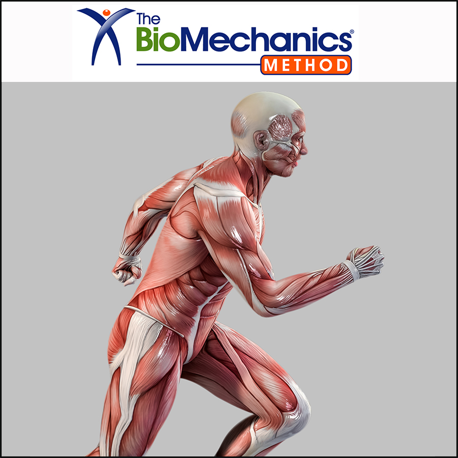 Understanding Muscles And Movement The BioMechanics Method